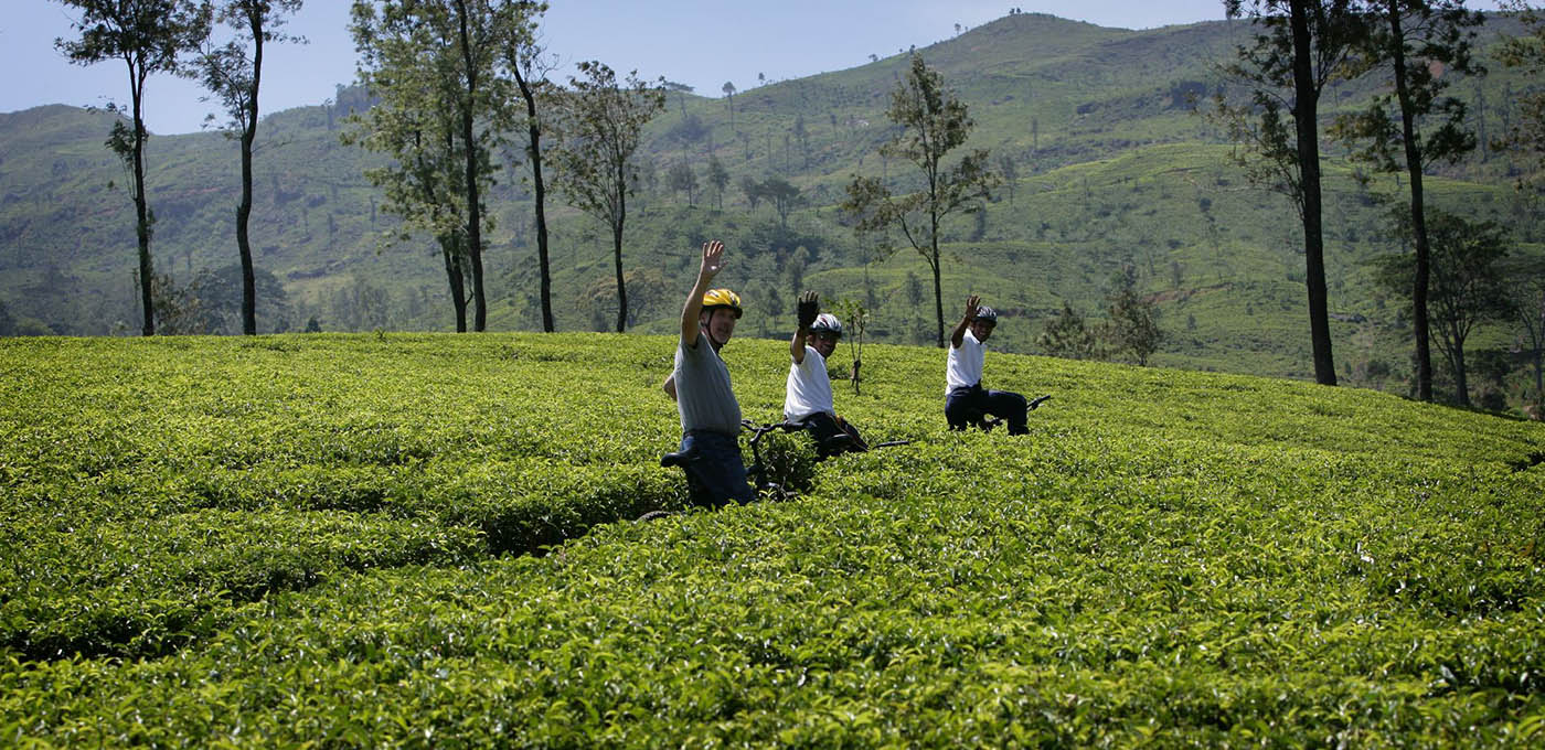 Luxury Getaways, Ceylon Tea Trails